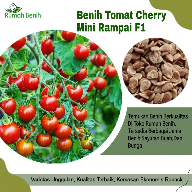 Jual Benih Tomat Cherry Mini Rampai / Bibit Tomat Cherry Rampai / Bjji Benih Tomat cherry Mini ...