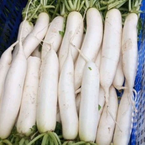 Jual LOBAK PUTIH SAYURAN SEGAR/ FRESH 1 KG | Shopee Indonesia