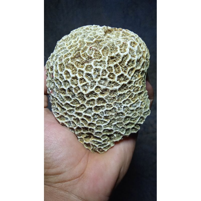 Jual batu sarang lebah temuan gunung | Shopee Indonesia