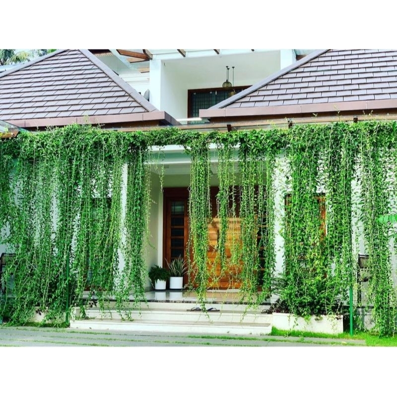 Jual PROMO! tanaman menjuntai lee kwan yew PERBATANG - tanaman Li Kuan ...