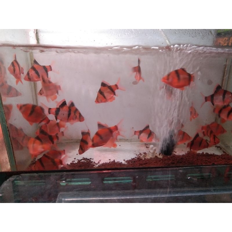 Jual Ikan SUMATRA GLOFISH PERKANTONG ISI(3EKOR) | Shopee Indonesia