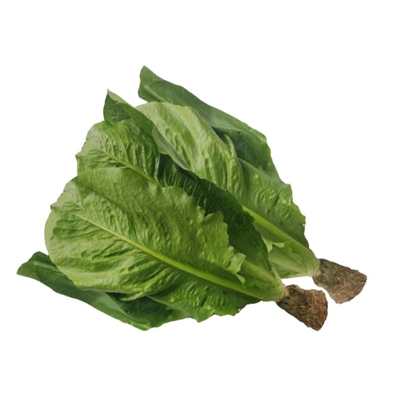 Jual Selada Romaine Hidroponik 1kg | Shopee Indonesia
