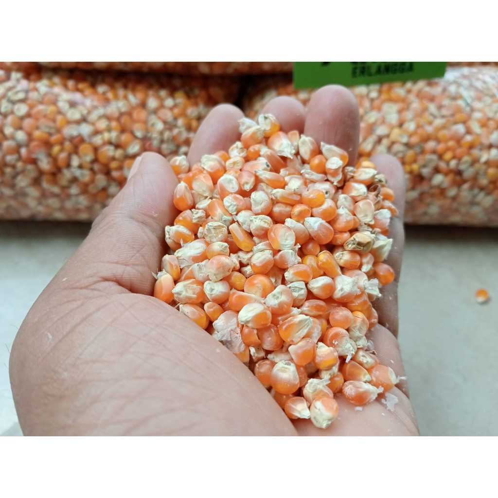 Jual Jagung pakan merpati 1 kg | Shopee Indonesia