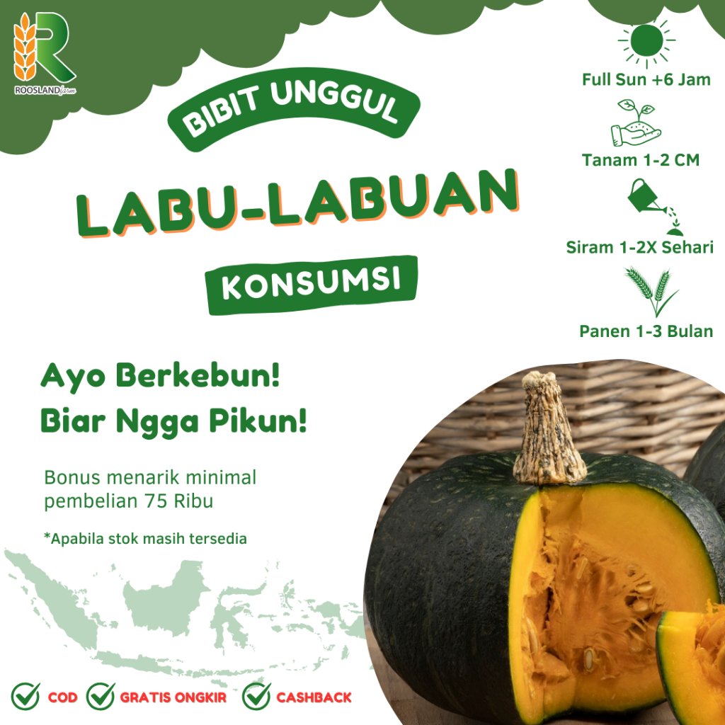 Jual R-FARM - TERMURAH BENIH LABU LABUAN (KONSUMSI) | Shopee Indonesia
