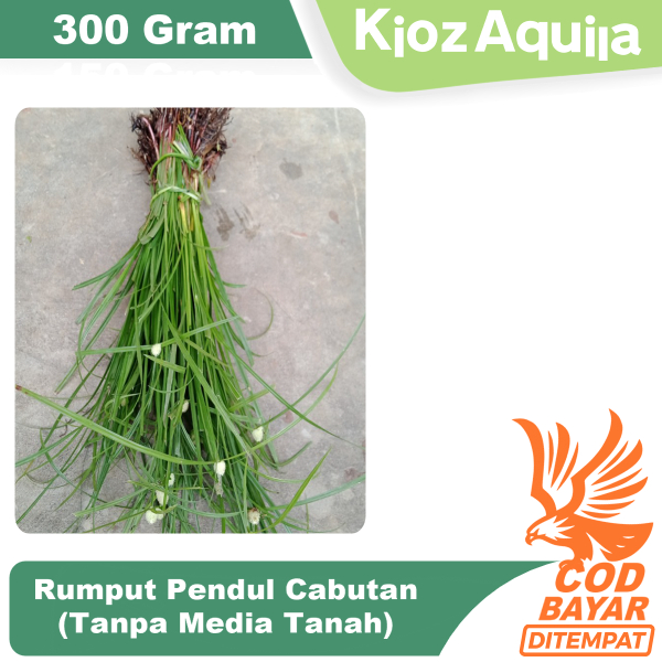 Jual Tanaman Jukut Pendul 300 gram Rumput Teki Obat Batuk Anti Radang ...