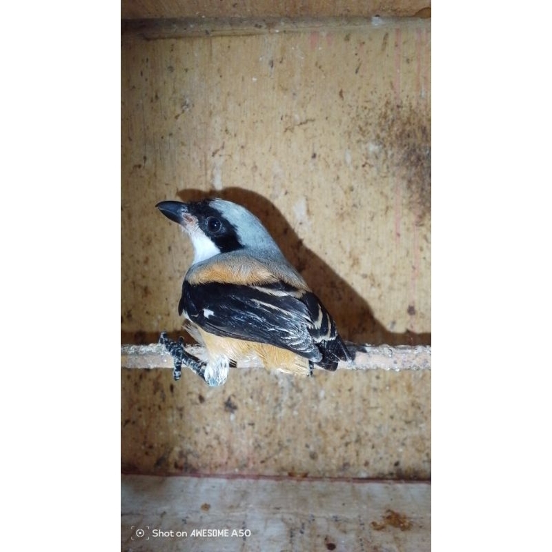 Jual CENDET/PENTET JATIM | Shopee Indonesia