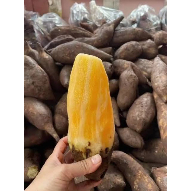 Jual ubi yakon wonosobo 500 gram | Shopee Indonesia