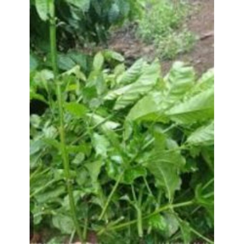 Jual tunas batang(tunas air)dari pokok induk berkualitas 500g | Shopee ...