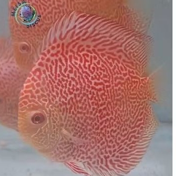 Jual Ikan Discus Albino SKV / Super King Viper Size : 4" - 4,5 ...