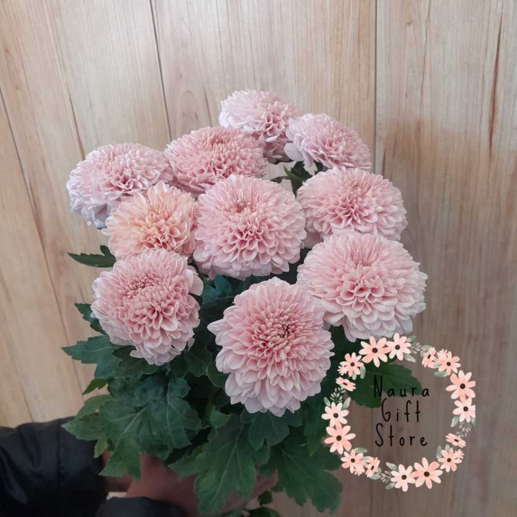 Jual bunga gompie berbagai warna fresh flower. | Shopee Indonesia