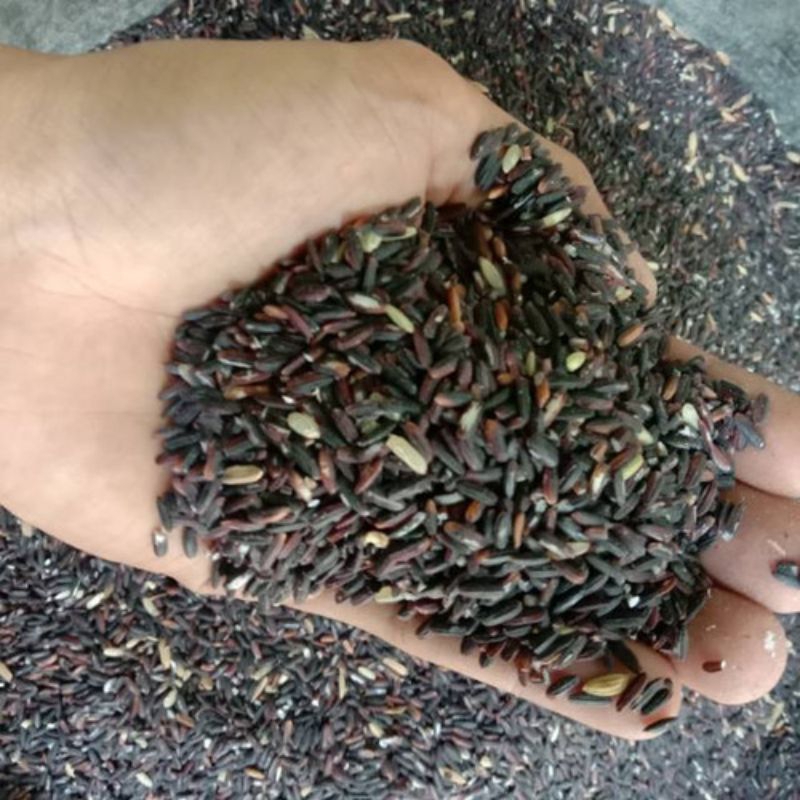 Jual BERAS KETAM HITAM/KETAN ITEM 1KG | Shopee Indonesia