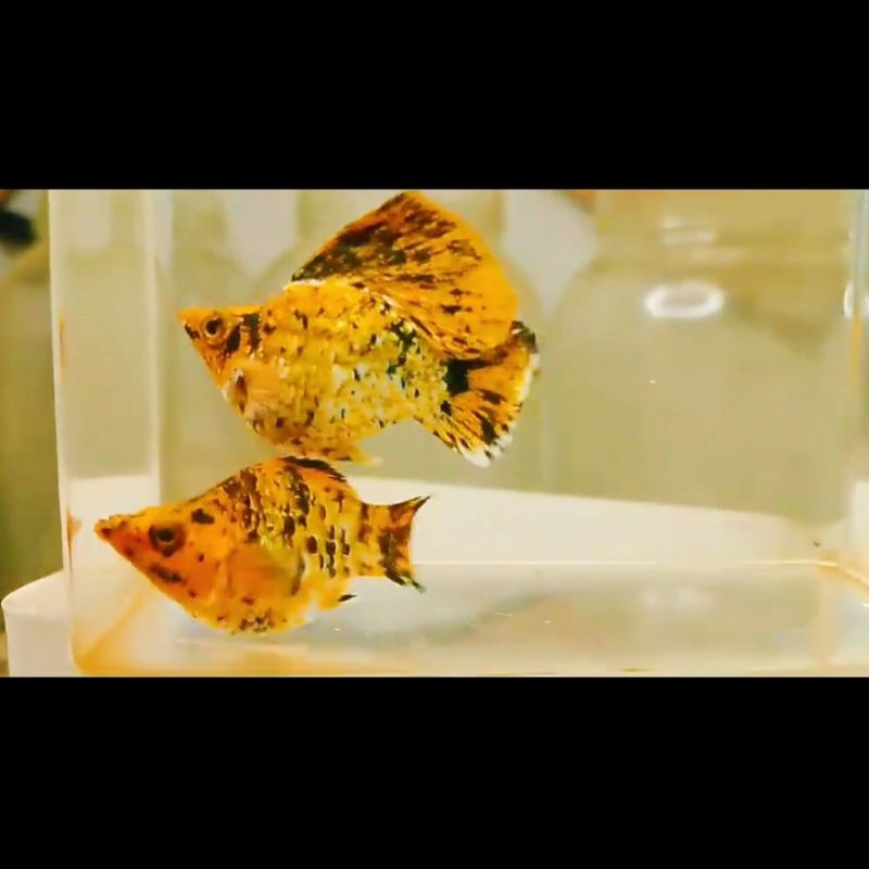 Jual molly golden leopard sailfin ornamen aquarium | Shopee Indonesia