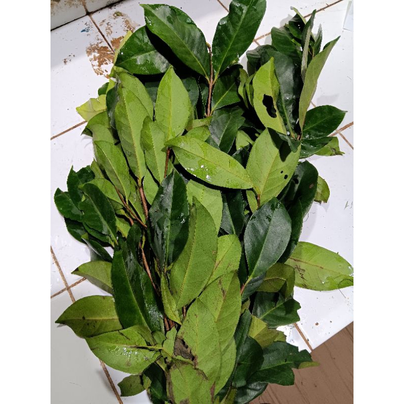 Jual daun salam segar 1ikat berat 250grm | Shopee Indonesia