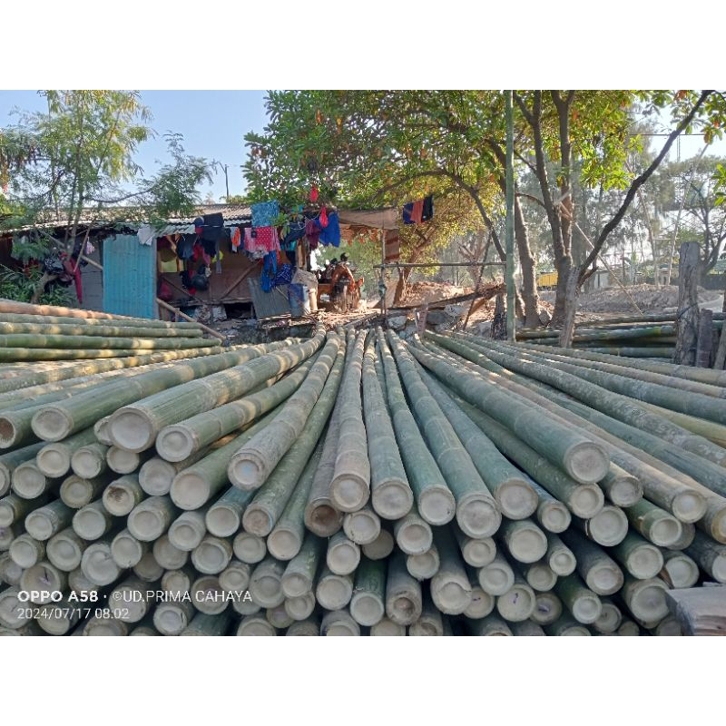 Jual bambu steger 8/9/10 cm | Shopee Indonesia