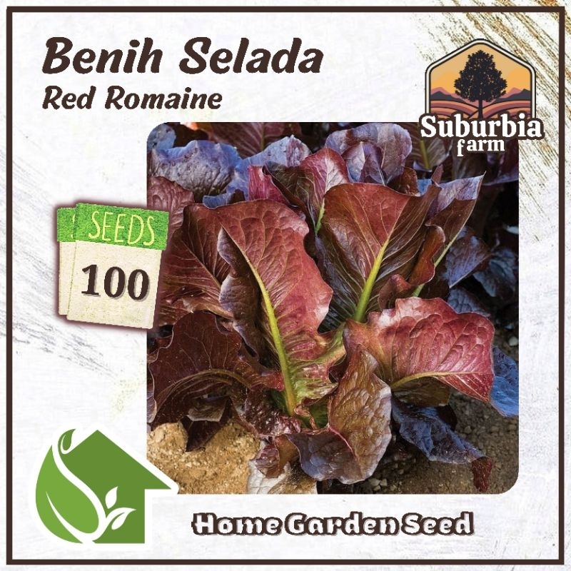 Jual 100 Biji Benih Selada Merah Red Romaine Bibit Sayuran Lettuce Known You Seed | Shopee Indonesia