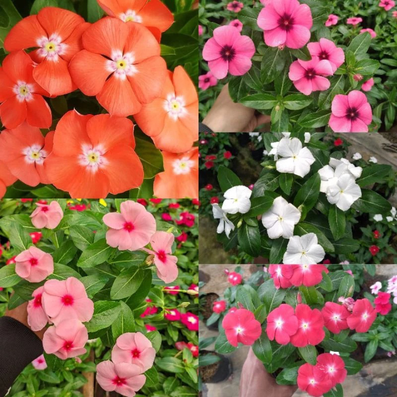 Jual Promo paket 5 Bunga Vinca Rimbun Tanaman Hias Vinca Import Murah ...