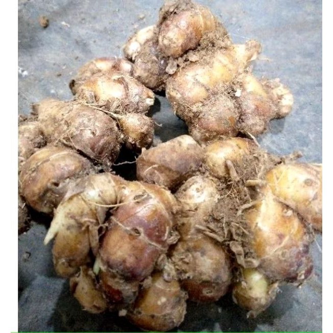Jual KENCUR SEGAR / KENCUR SEBLAK / KENCUR EMPON EMPON KEMASAN 1 KG ...