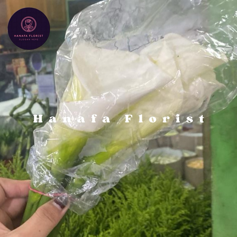 Jual Bunga Lokal Calla Lily Fresh ( Bunga Potong Segar Jakarta ...