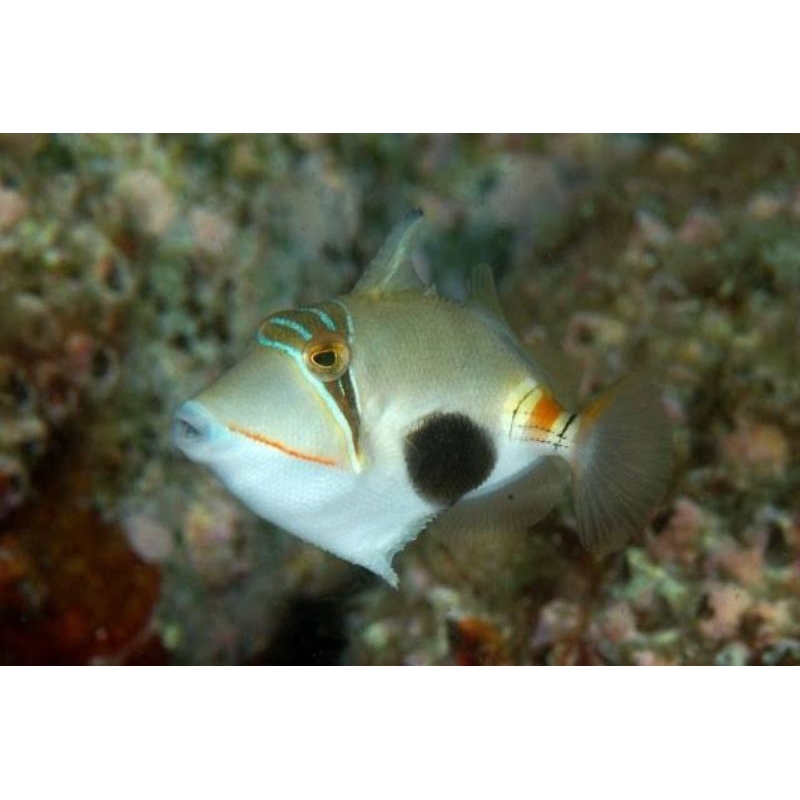 Jual ikan triger motor trigger motor ikan hias air laut blackbelly ...