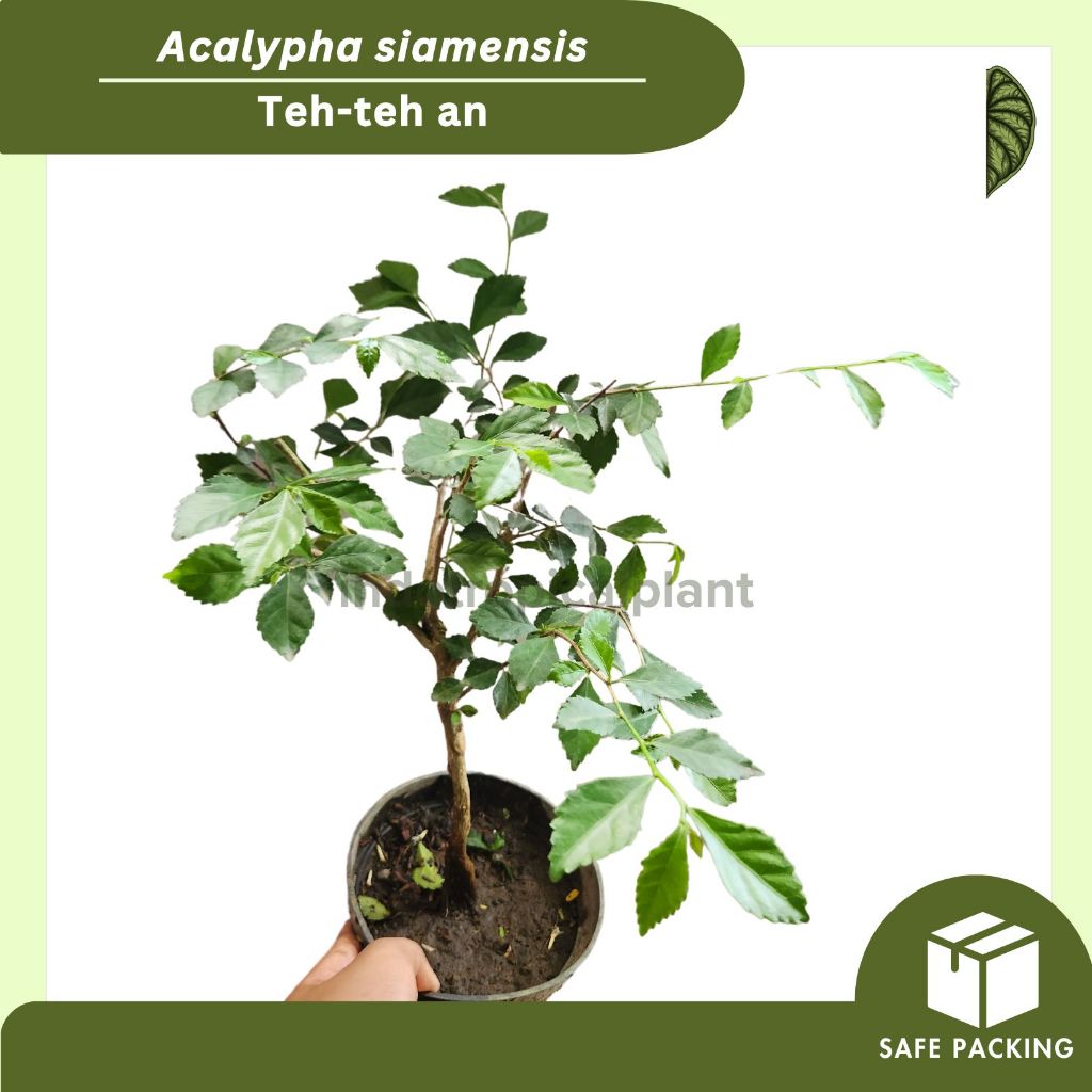 Jual Tanaman Hias Bibit Teh teh an / Acalypha siamensis / Hiasan Taman ...