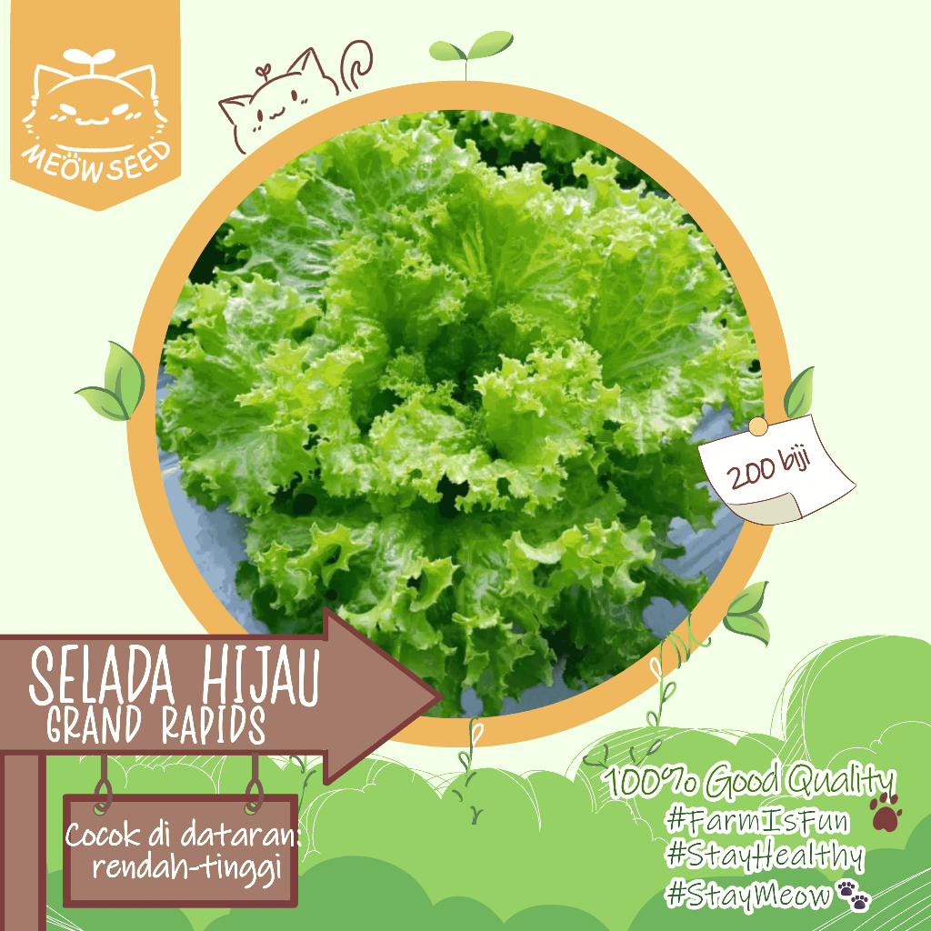 Jual 200 biji- Benih Bibit Selada Hijau Grand Rapids SUPER, Tahan Penyakit, Benih Unggul, Benih ...