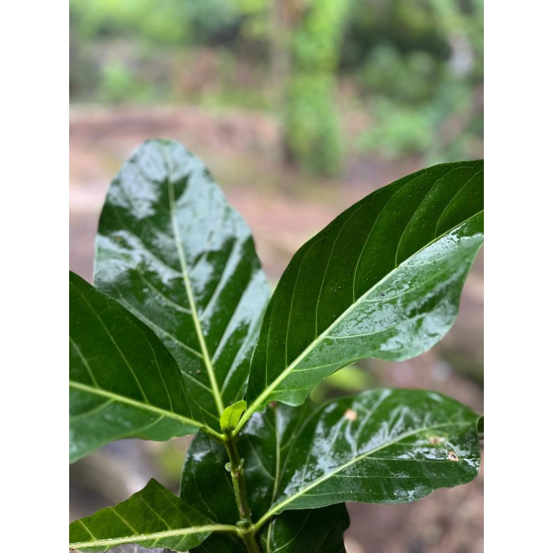 Jual Daun mengkudu/daun Pace segar 200gram (khusus P.JAWA) | Shopee ...