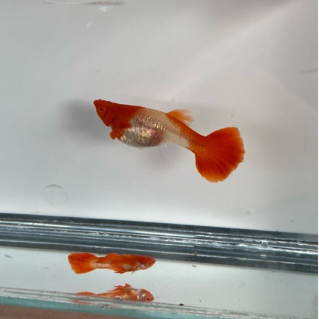 Jual Guppy Albino Koi Red Ear Sepasang (2 ekor) | Shopee Indonesia
