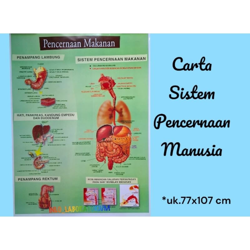 Jual Carta Sistem Pencernaan Manusia/Poster Pencernaan Manusia | Shopee Indonesia