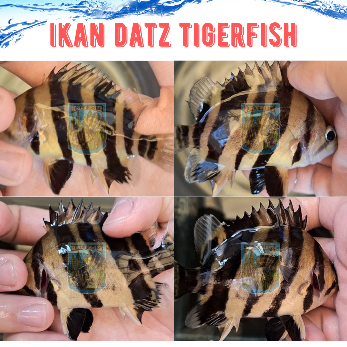 Jual Ikan Datz Ikan Hias Predator Datnioides Mircolepis Ikan Datz ...