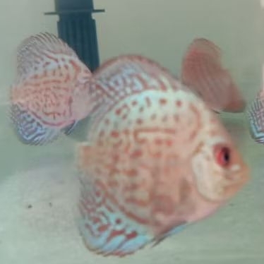 Jual Discus Mozaik / Discus Aquascape Leopard | Shopee Indonesia