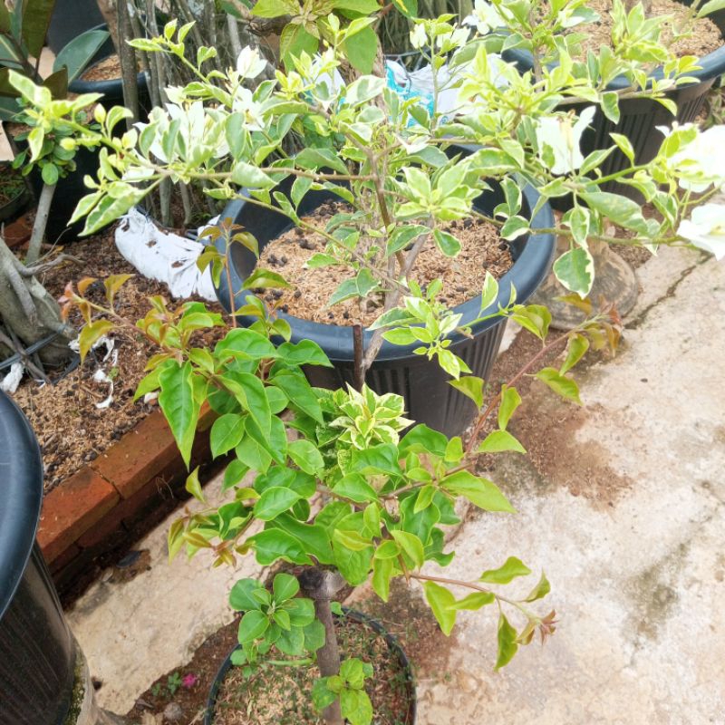Jual Kembang/bunga kertas (ada 3-4 jenis warna dalam 1pot)tanaman hasil ...