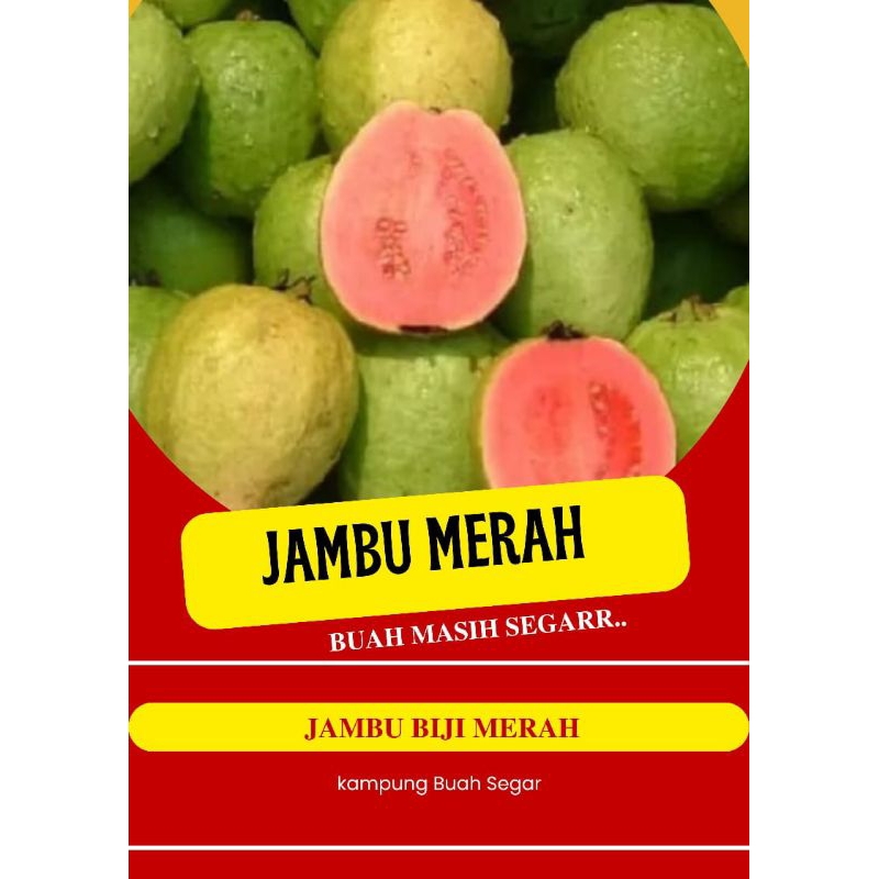 Jual jambu biji merah segar 1kg | Shopee Indonesia