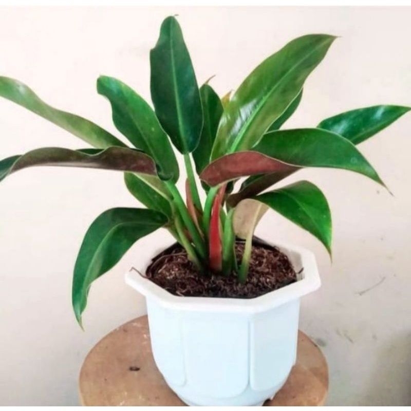 Jual TANAMAN HIAS PHILO LITLE PHIL / PHILO KARET CANTIK MEMPESONA( TOKO ...