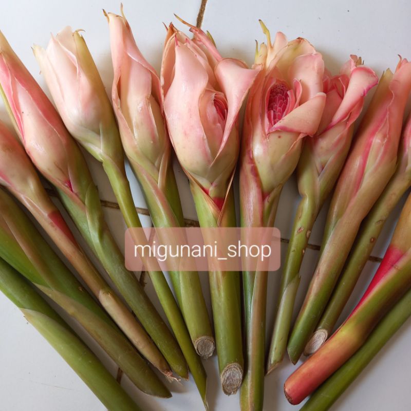 Jual kecombrang 1 kg honje kincung segar | Shopee Indonesia