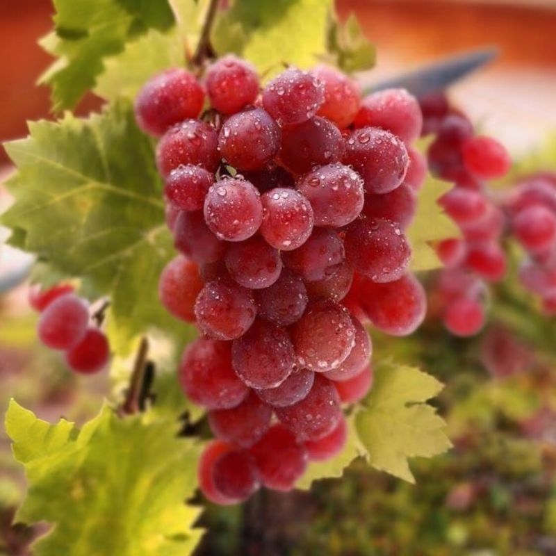 Jual BUAH ANGGUR MERAR RRC 1kg | Shopee Indonesia