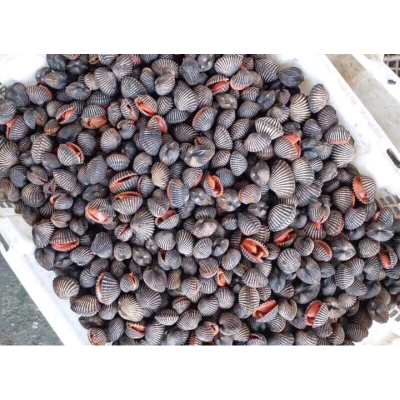 Jual Kerang Dara Utuh / Kerang Dara Segar Fresh Frozen 1Kg BERGARANSI ...