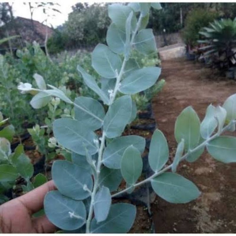 Jual Tanaman Hias Silver Dollar - Bibit Tanaman Daun Memusa - Tanaman ...