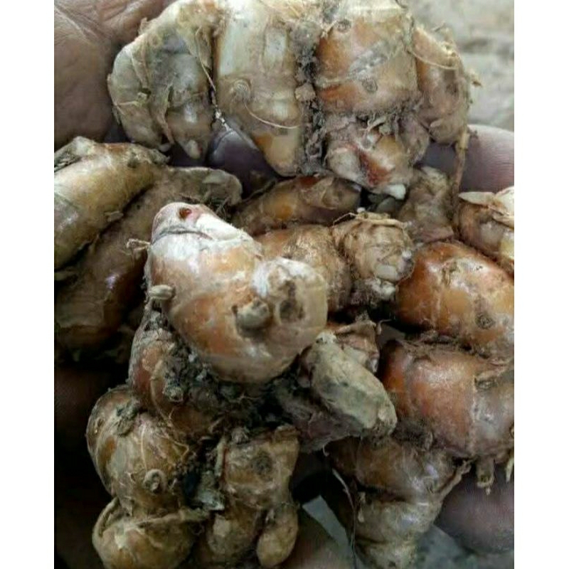 Jual KENCUR ASLI JAWA|KENCUR TUA|KENCUR KEBUMEN|KENCUR BENIH |KENCUR ...