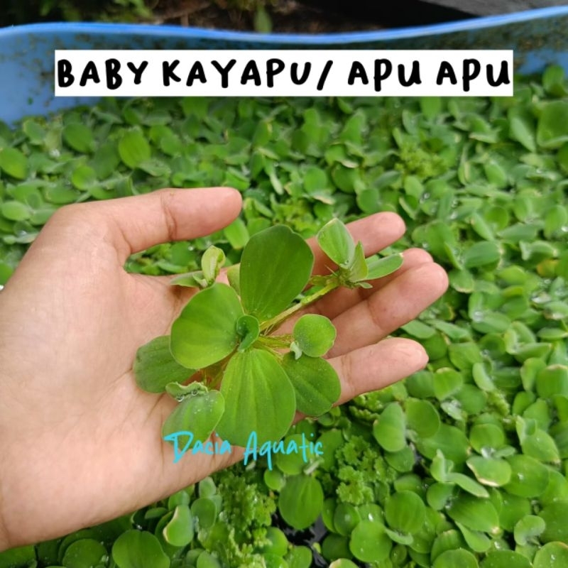 Jual Tanaman apung Baby kayapu apu apu mini untuk aquarium aquascape ...