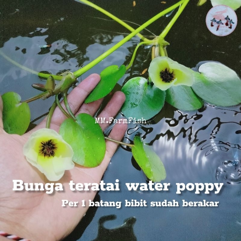 Jual Bibit tanaman hias air bunga teratai water poppy Hydrocleys ...