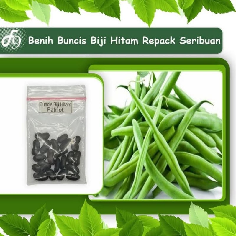 Jual BIBIT BENIH SAYUR BUNCIS SUPER UNGGUL GROSIR (ISI 50 BUTIR ...