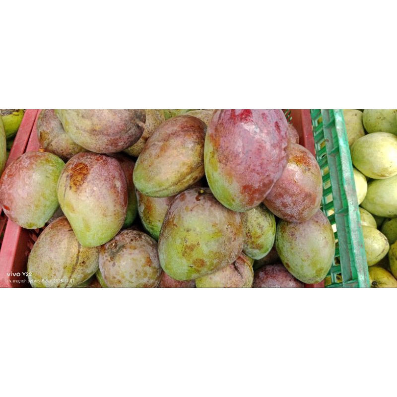 Jual MANGGA BRAZIL / ERWIN 1KG | Shopee Indonesia