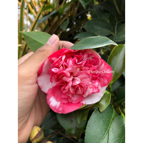 Jual Tanaman bunga camelia batik outdoor dan semi outdoor | Shopee ...