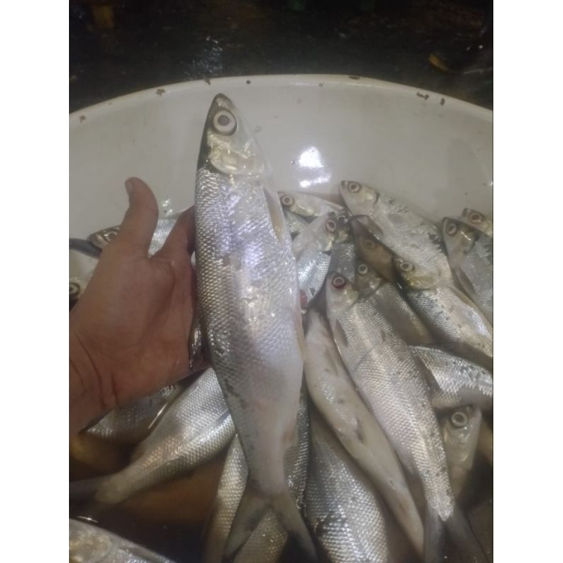 Jual ikan bandeng segar ikan bandeng laut | Shopee Indonesia