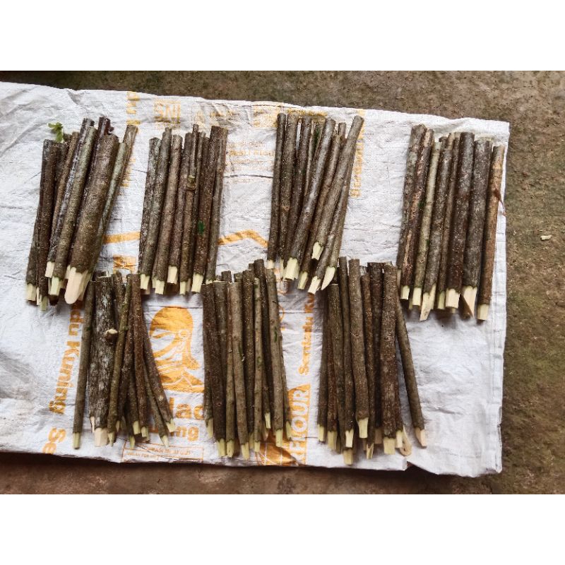 Jual Stek bibit batang gamal atau reside per 1kg/ per12-15batang ukuran ...