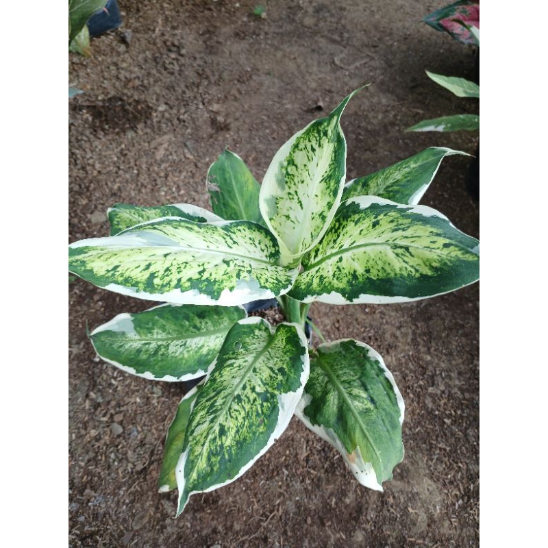 Jual diven cantik ( lupa id ) | Shopee Indonesia