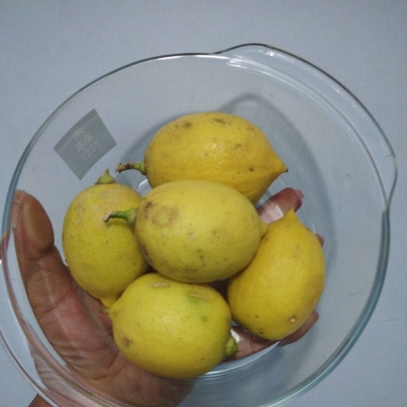 Jual JERUK CALIFORNIA / LEMON LOKAL 1KG | Shopee Indonesia