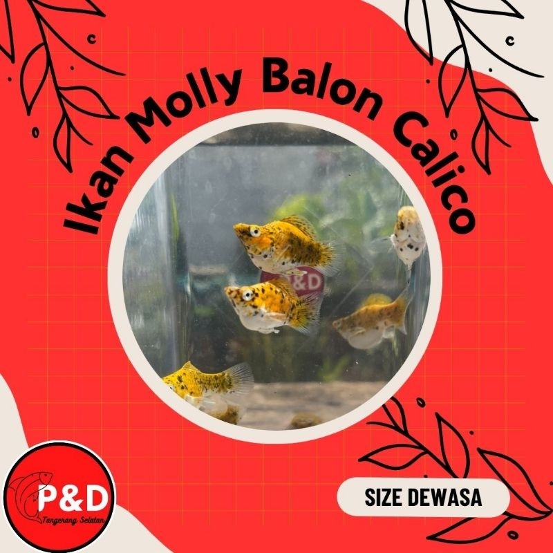 Jual Ikan Molly Balon Calico | Molly Balon TriColour | Hiasan Aquarium ...