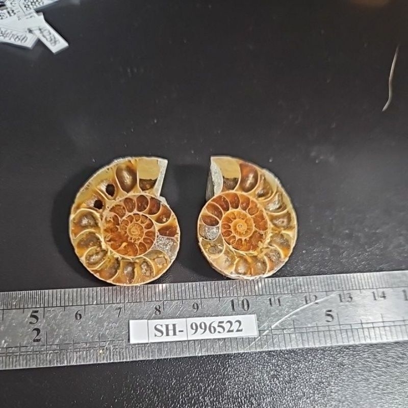 Jual AMMONITE MADAGASCAR HQ PAIR BATU ALAM ASLI | Shopee Indonesia