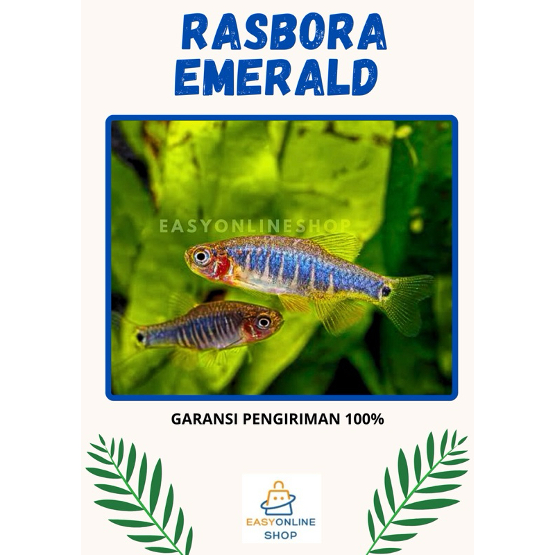 Jual Rasbora Emerald Dwarf Rasbora Emerald Aquascape | Shopee Indonesia